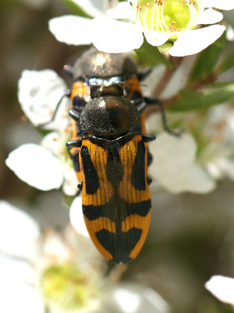 Castiarina undulata from Blue Mountains NSW, Australia on November 22 ...