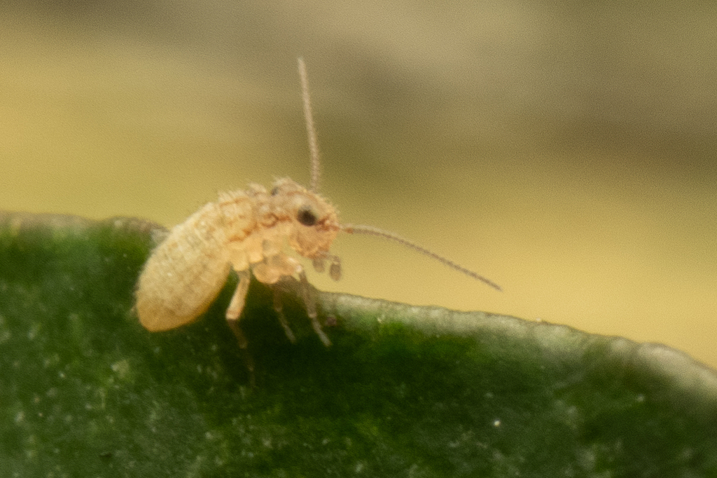 Cerobasis in November 2024 by Alan Yoshioka · iNaturalist