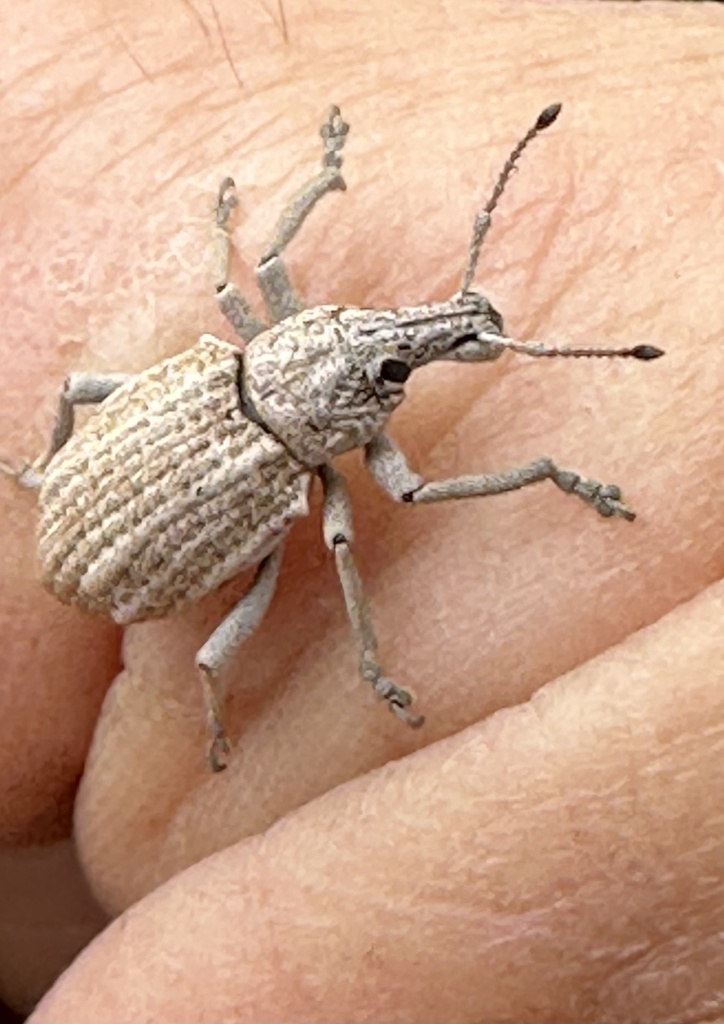 Fruit-tree Root Weevil in November 2024 by jontemby · iNaturalist