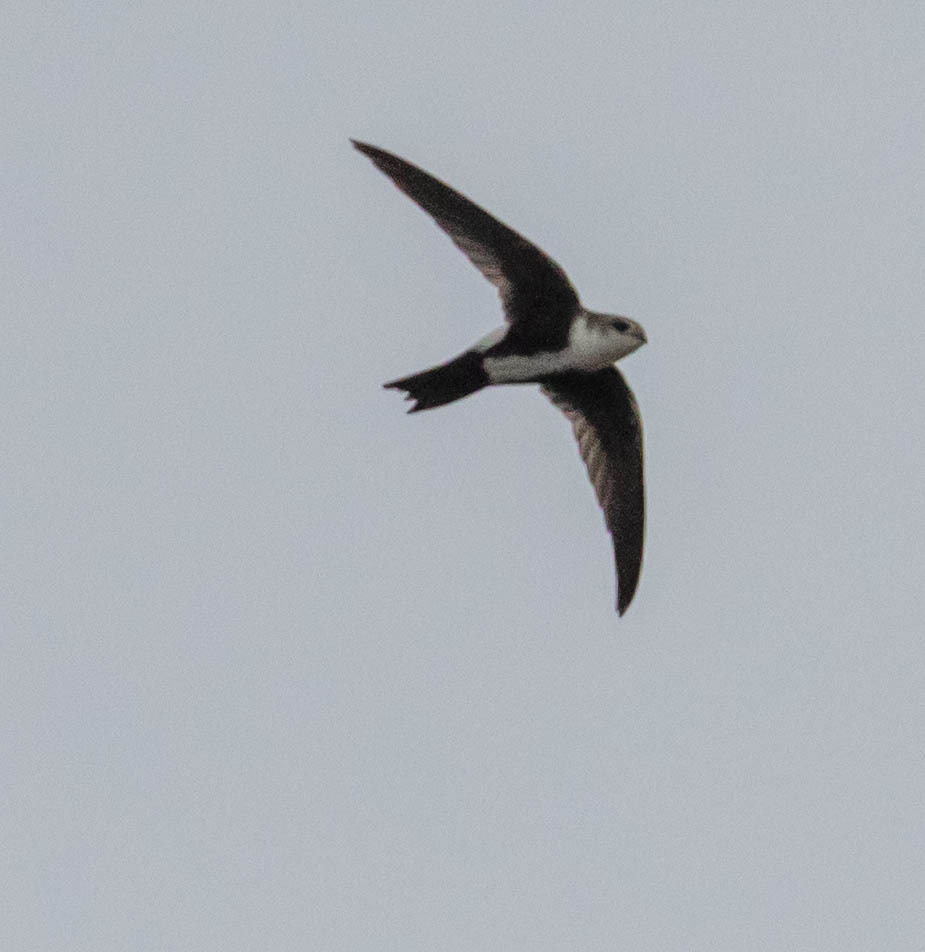 White-throated Swift from Hayward Regional Shoreline, Hayward, CA, USA ...