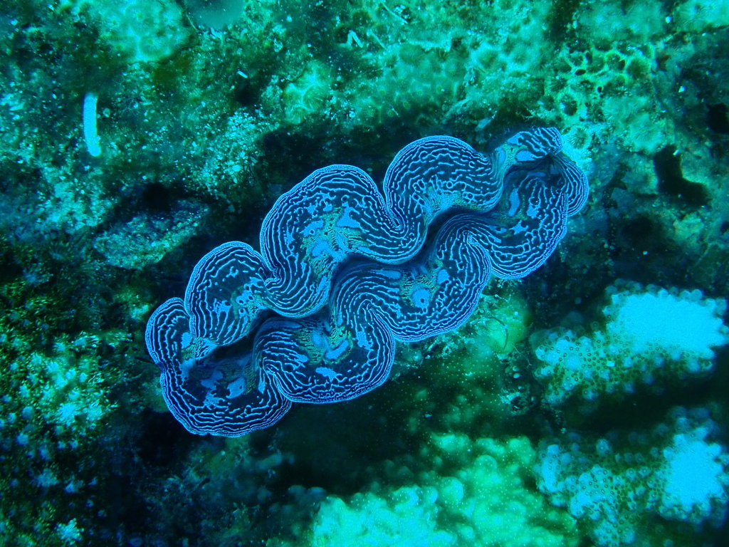Boring Giant Clam on July 13, 2019 at 09:01 AM by Tsu Soo Tan · iNaturalist