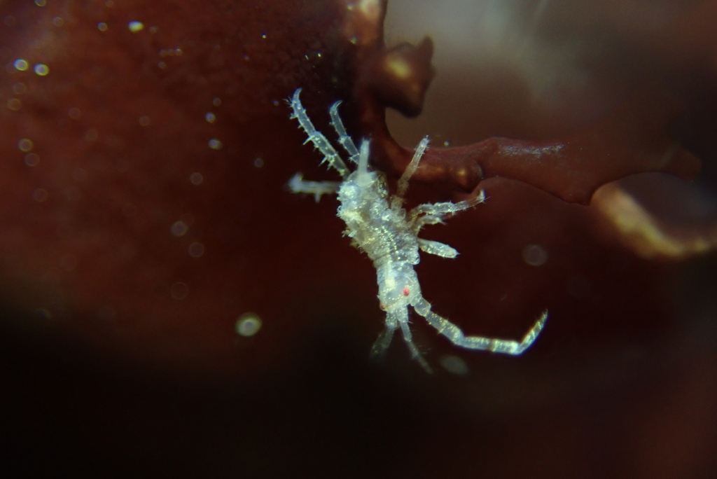 Podocerus brasiliensis from Santa Barbara County, CA, USA on November ...