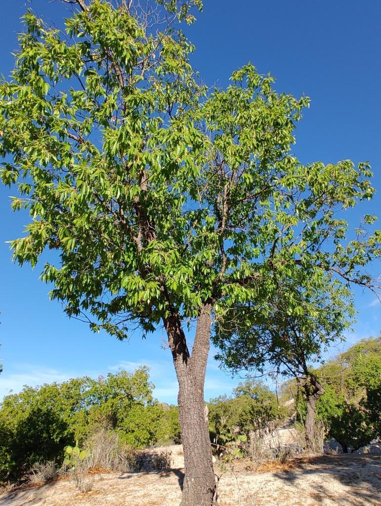 Cusi Oak from 23317 B.C.S., México on November 22, 2024 at 08:02 AM by ...