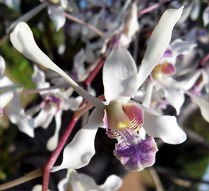 Dendrobium lineale · iNaturalist United Kingdom