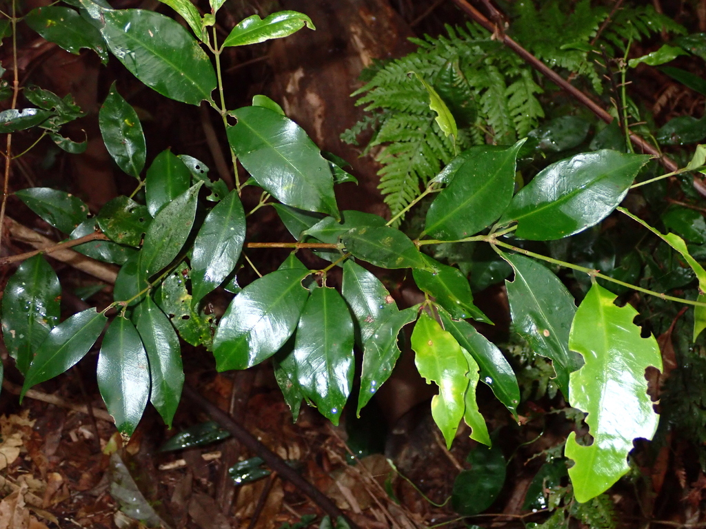 Waterberries from Woolgoolga NSW 2456, Australia on November 22, 2024 ...