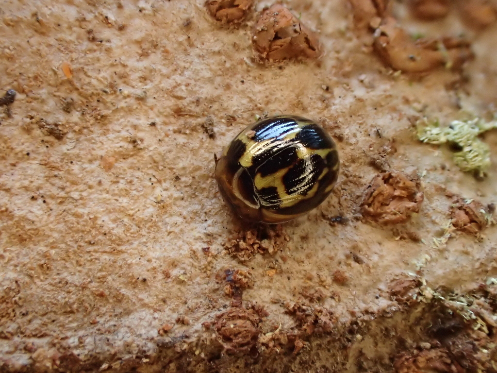 Derispia japonicola in November 2024 by renshuchu · iNaturalist