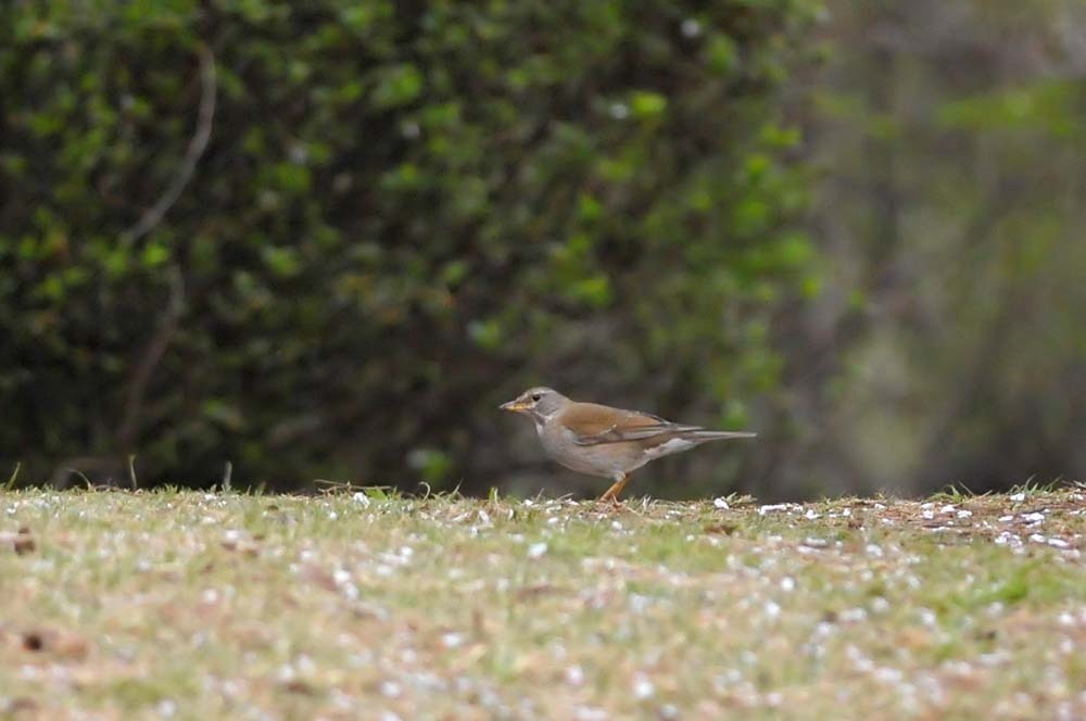 Eyebrowed Thrush from 日本、東京都多摩市連光寺 on April 9, 2014 at 05:50 AM by m ...