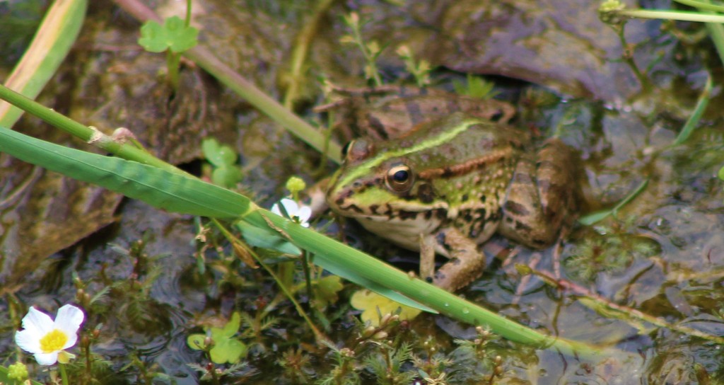 Iberian Green Frog from Cáceres, Spain on May 09, 2019 at 02:10 PM by ...