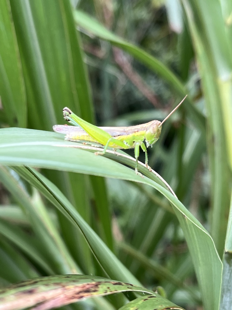 Chinese rice grasshopper in November 2024 by Nakatada Wachi · iNaturalist