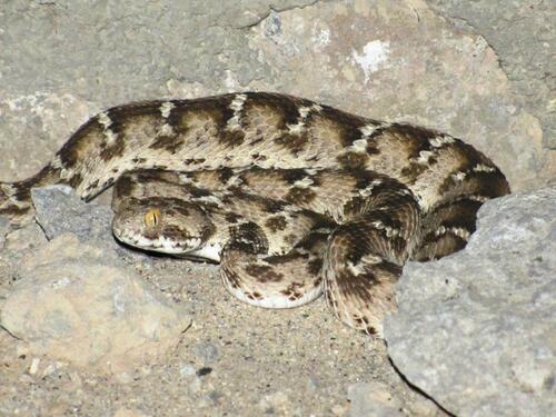 Egyptian Saw-scaled Viper (Echis pyramidum) - Snakes and Lizards