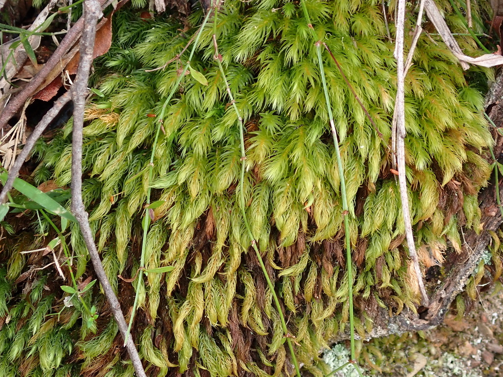 Pyrrhobryum from Woolgoolga NSW 2456, Australia on November 22, 2024 at ...