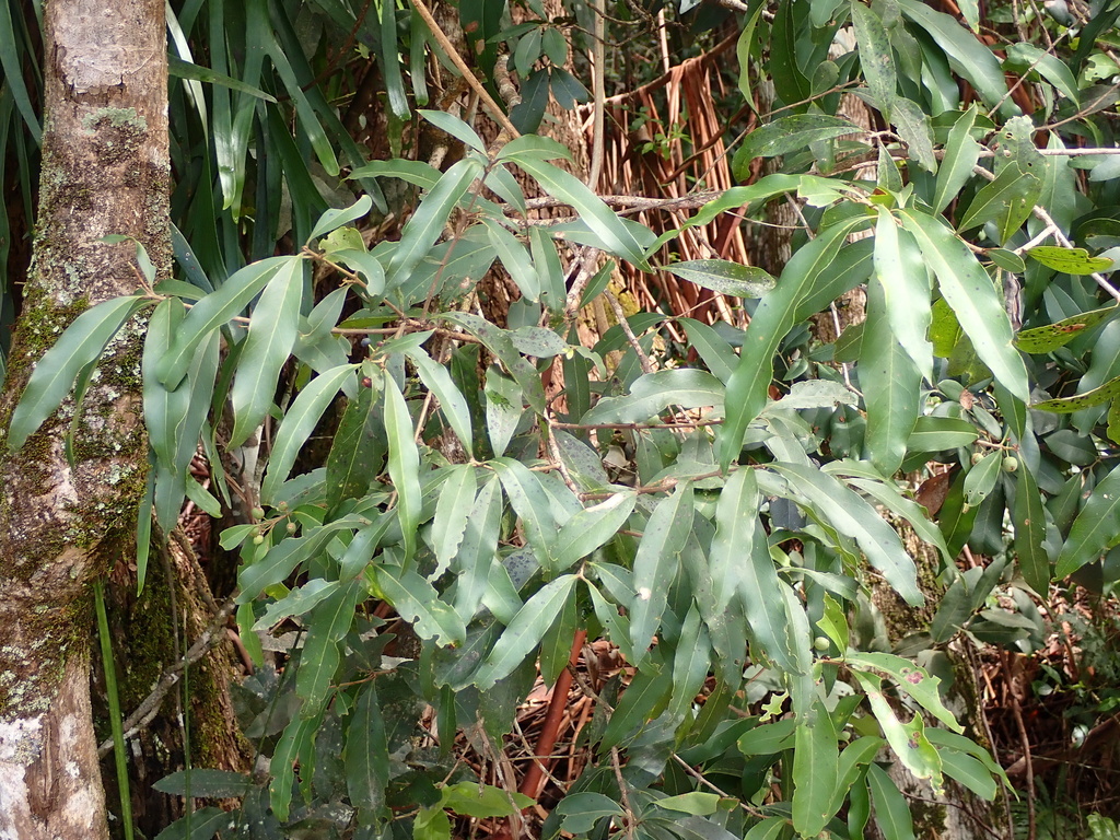 Notelaea longifolia from Woolgoolga NSW 2456, Australia on November 22 ...