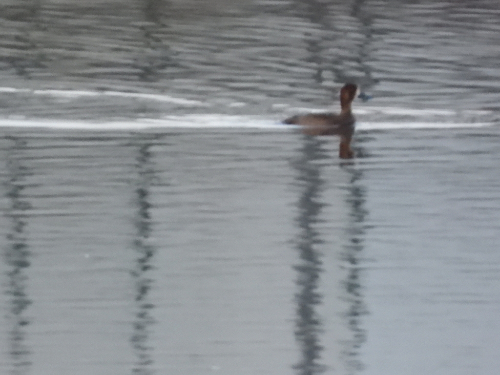 Greater Scaup from Velikiy Novgorod, RU-NG, RU on November 23, 2024 at ...