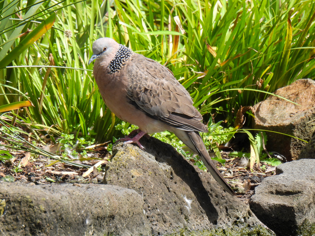 Spotted Dove from Melbourne Arts Precinct, VIC, Australia on November ...