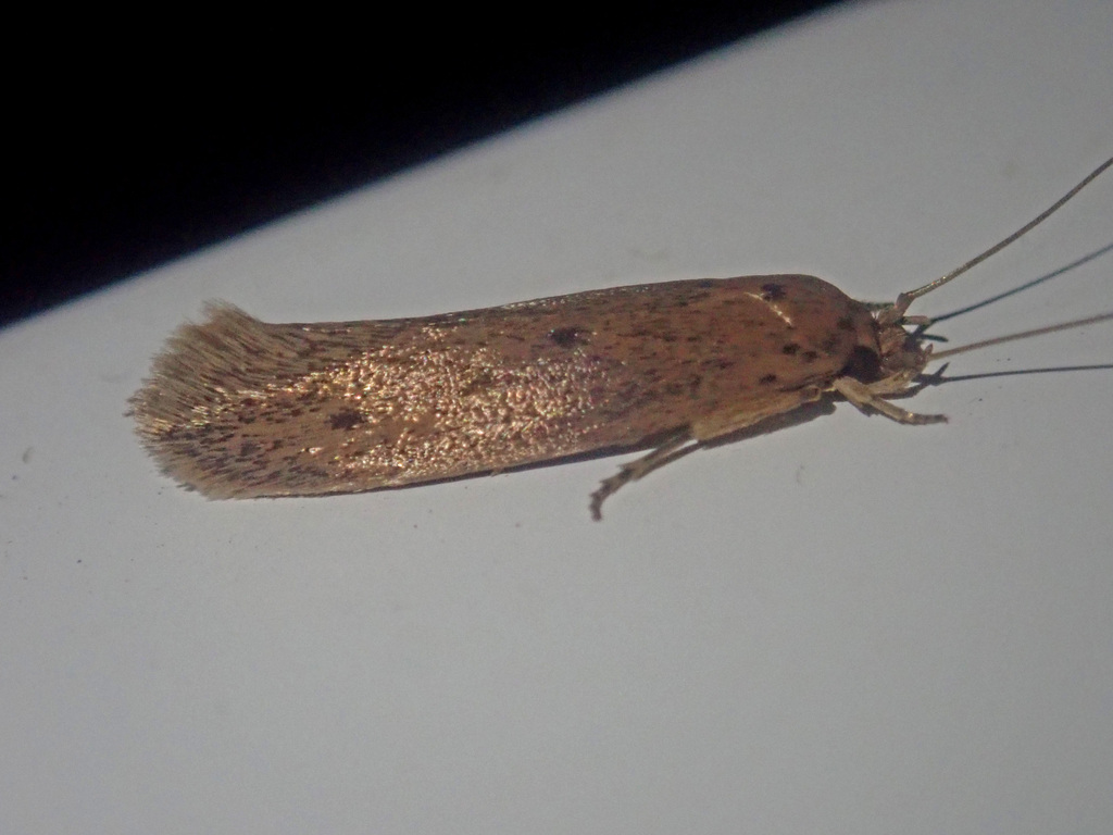 Sugar-cane Moth from Puerto del Carmen, Las Palmas, Spain on November ...