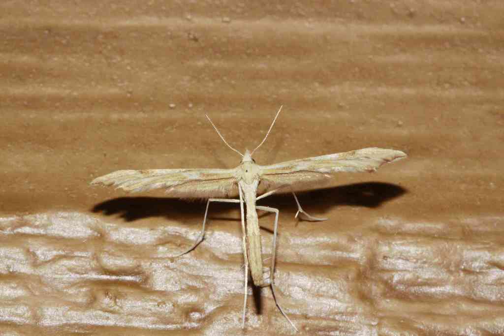 Yarrow Plume Moth from Le Rocher-Percé, QC, Canada on July 16, 2019 at ...