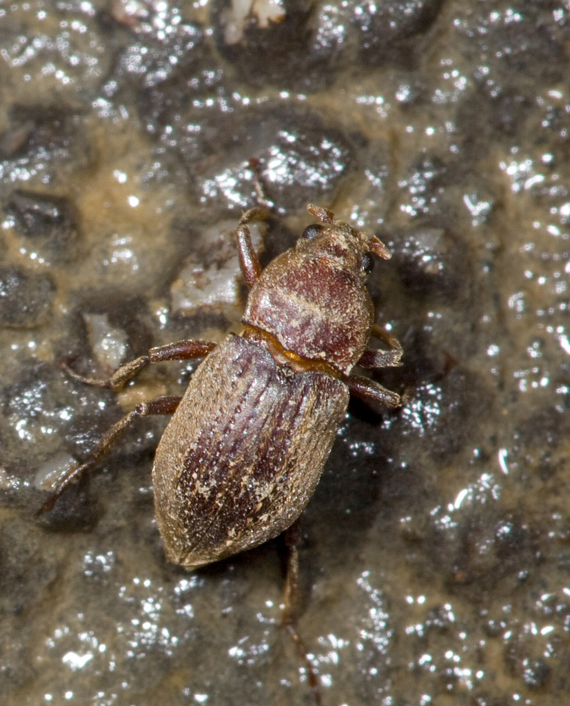 Helichus from Barbour County, WV, USA on August 7, 2010 at 05:03 PM by ...