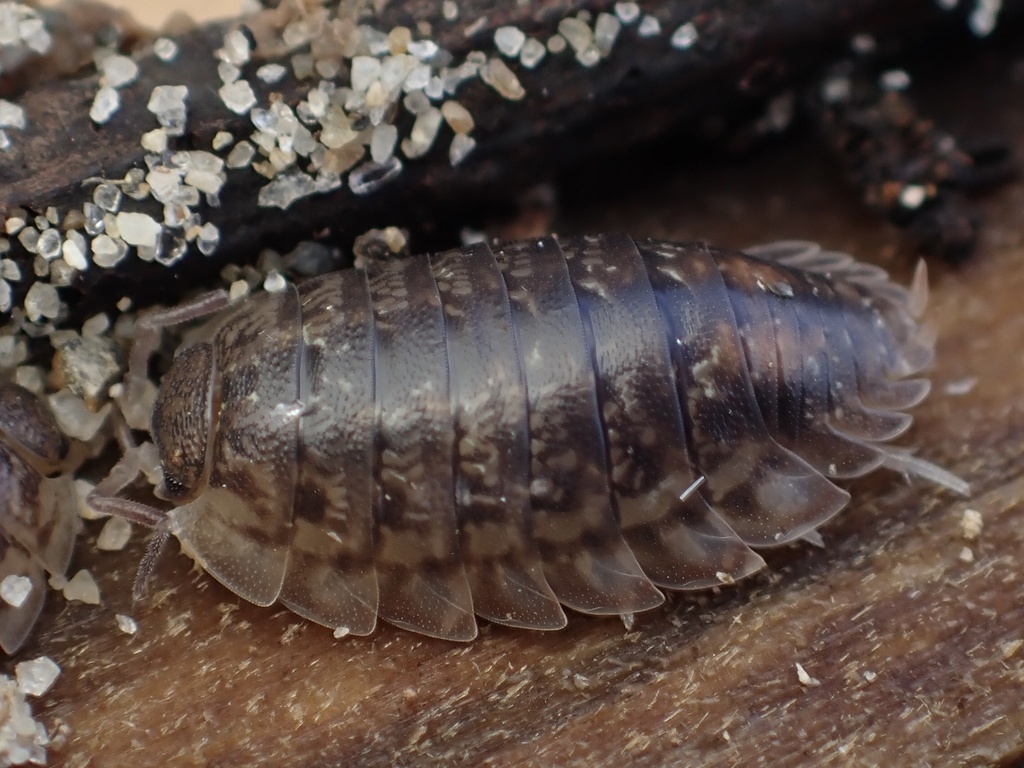 Alloniscus in November 2024 by saku_ · iNaturalist