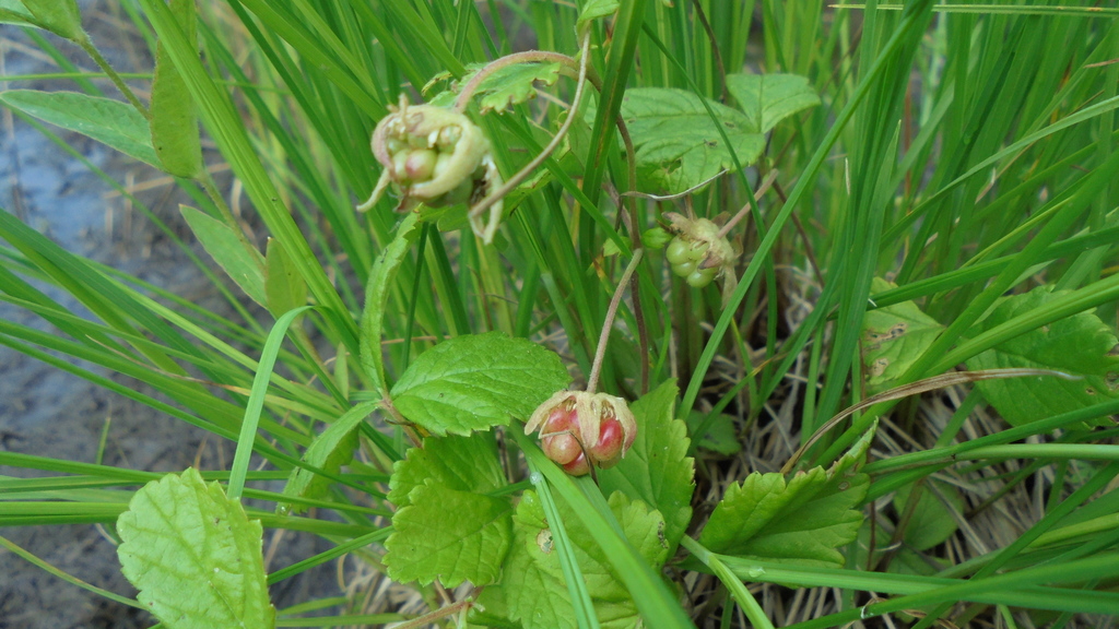 Arctic raspberry from Большеуковский р-н, Омская обл., Россия on July ...