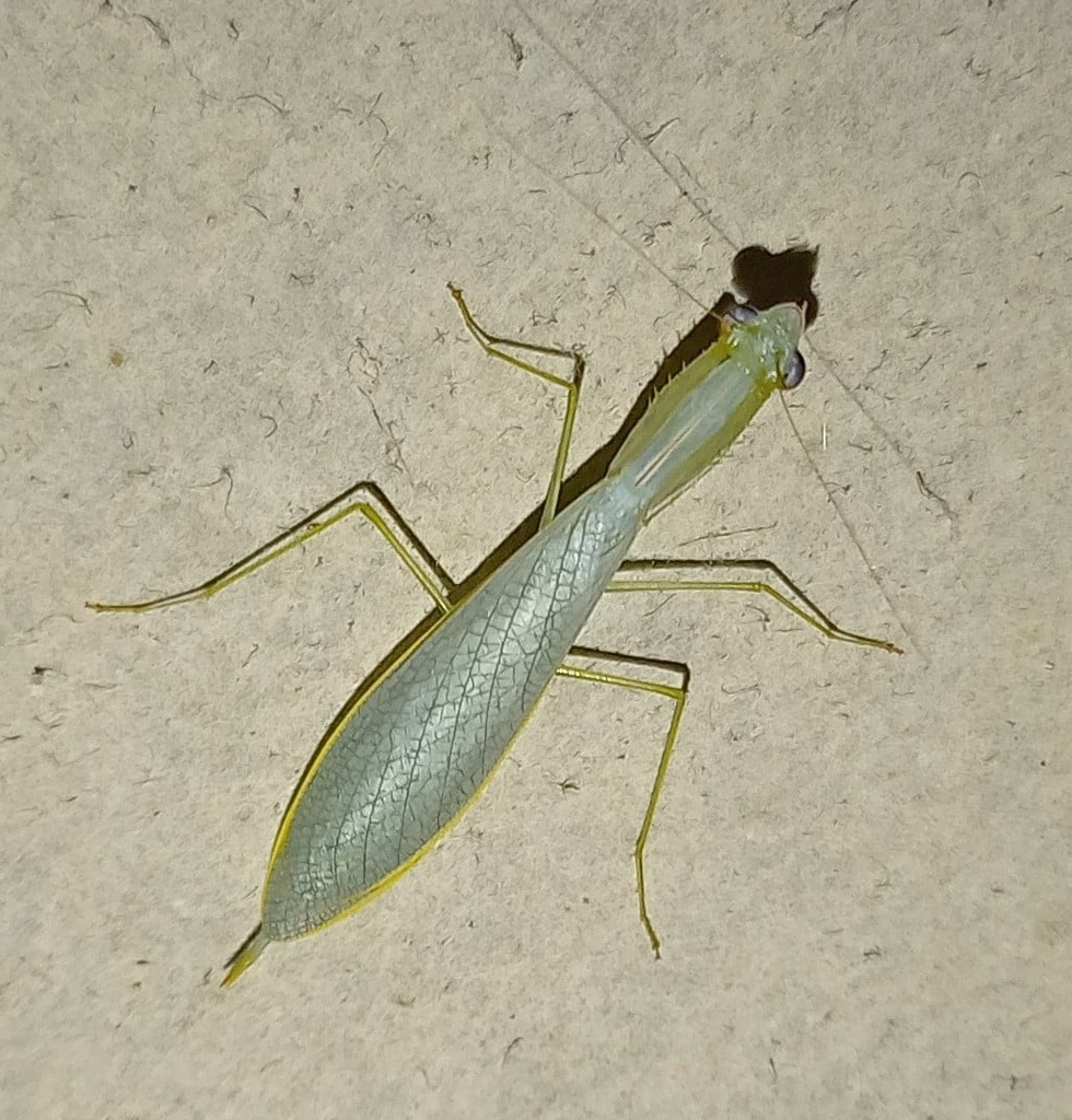 Snake Mantis from Topaz QLD 4885, Australia on November 23, 2024 at 08: ...
