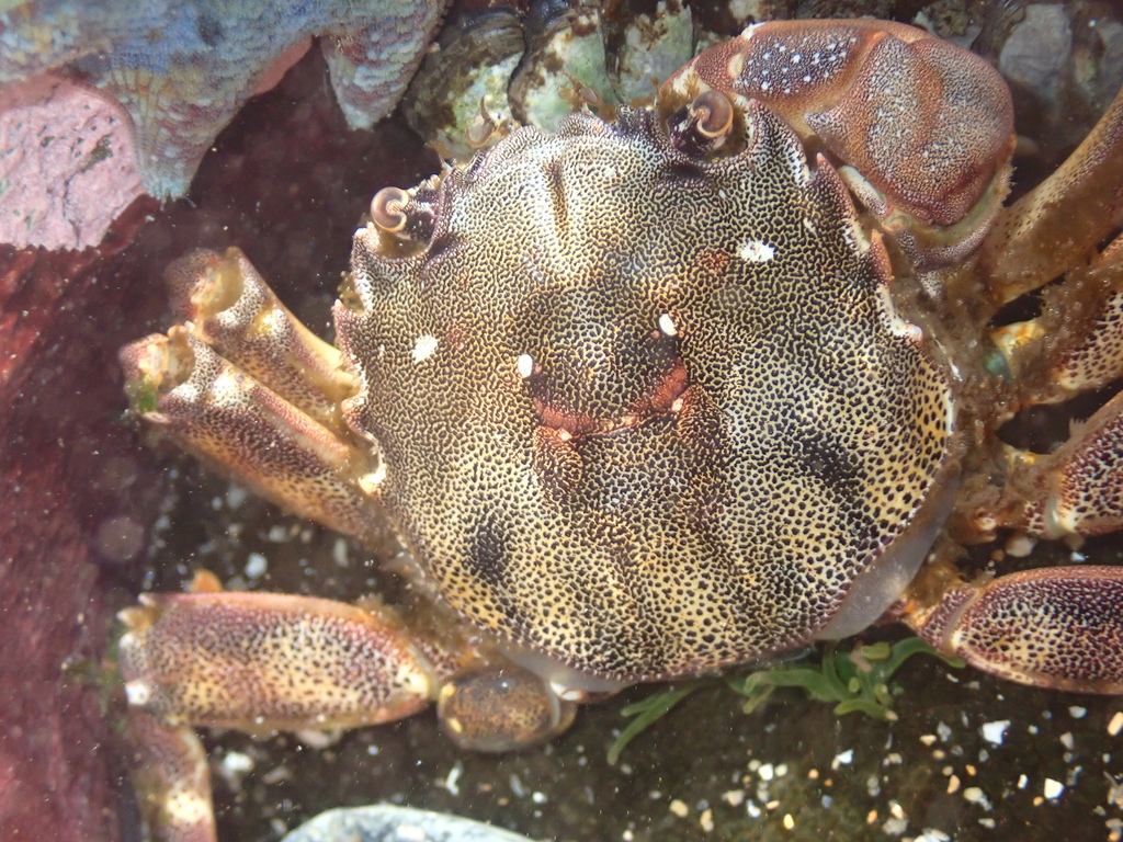 Shiny Bait Crab from Central Coast NSW, Australia on October 27, 2024 ...
