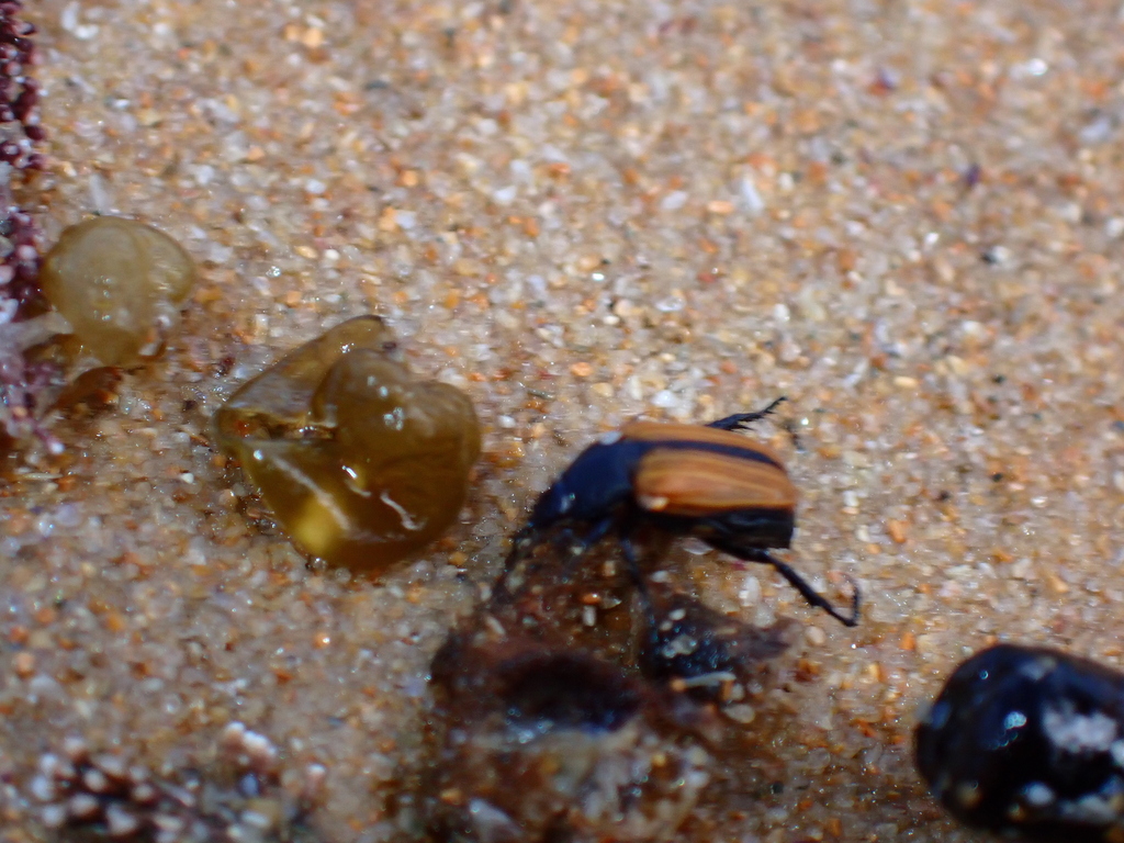 Phyllotocus marginipennis from Central Coast NSW, Australia on October ...