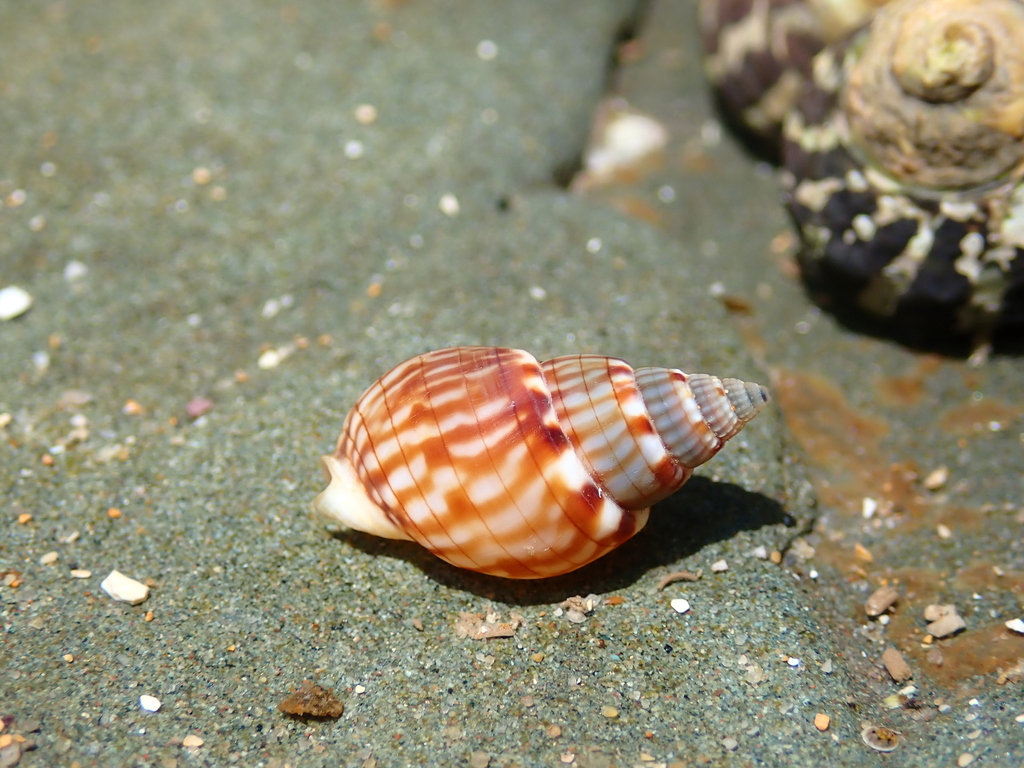 Nassarius particeps from Central Coast NSW, Australia on October 27, 2024 at 12:20 PM by Emily ...