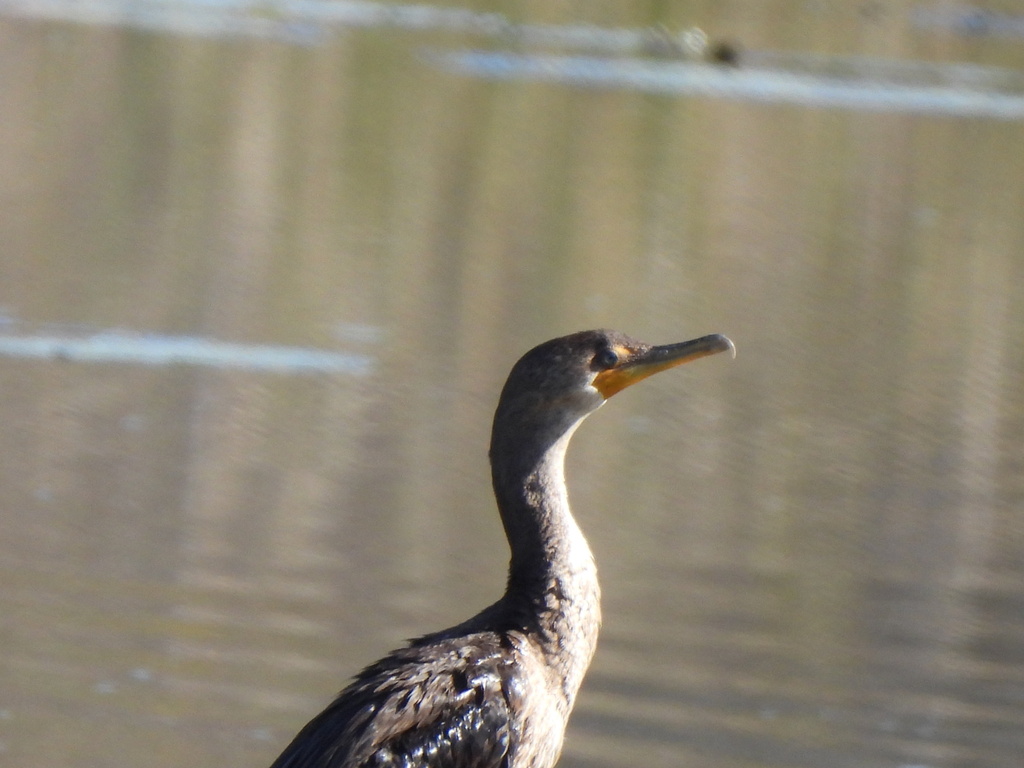 Double-crested Cormorant from Fort Worth, TX, USA on November 22, 2024 ...