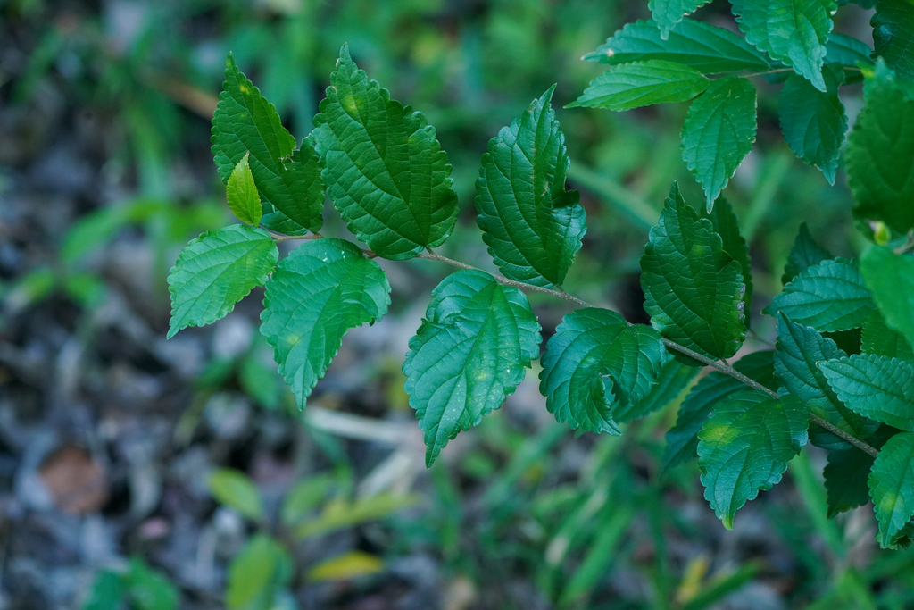 Chinese Hackberry from 落合白山神社 on November 23, 2024 at 01:21 PM by ...