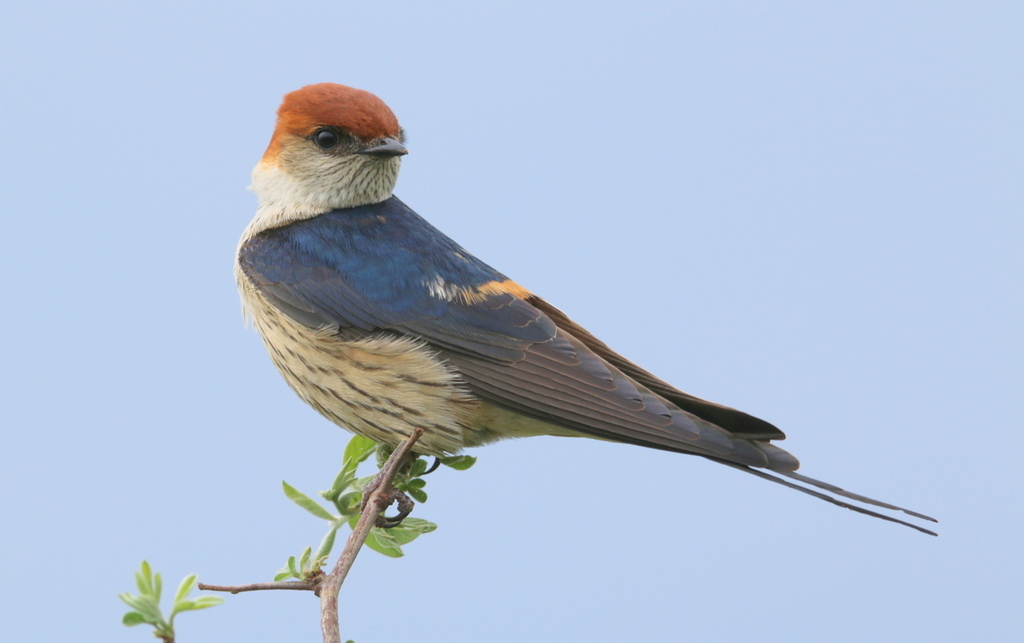 Greater Striped Swallow from Rietvallei 377-Jr, Pretoria, 0181, South ...
