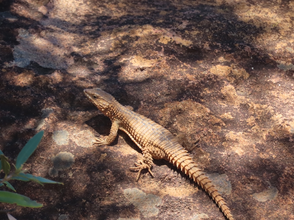 Cape Girdled Lizard from Camdeboo Local Municipality, South Africa on ...
