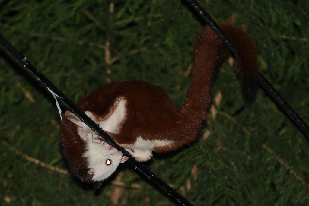 Taiwan Red-and-white Giant Flying Squirrel from 424台灣台中市和平區 on December ...