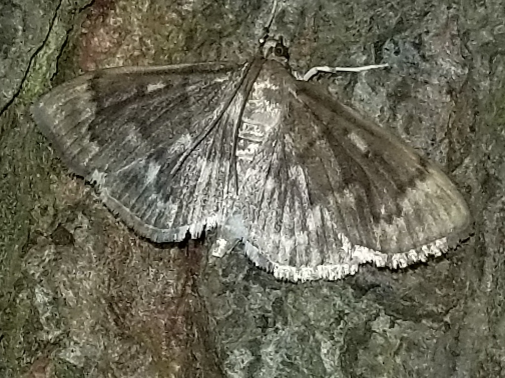 Serpentine Webworm Moth from Garrett, Maryland, United States on July ...