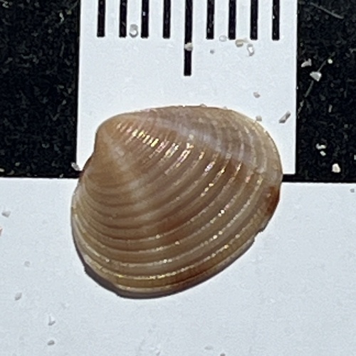 Tawera coelata · iNaturalist