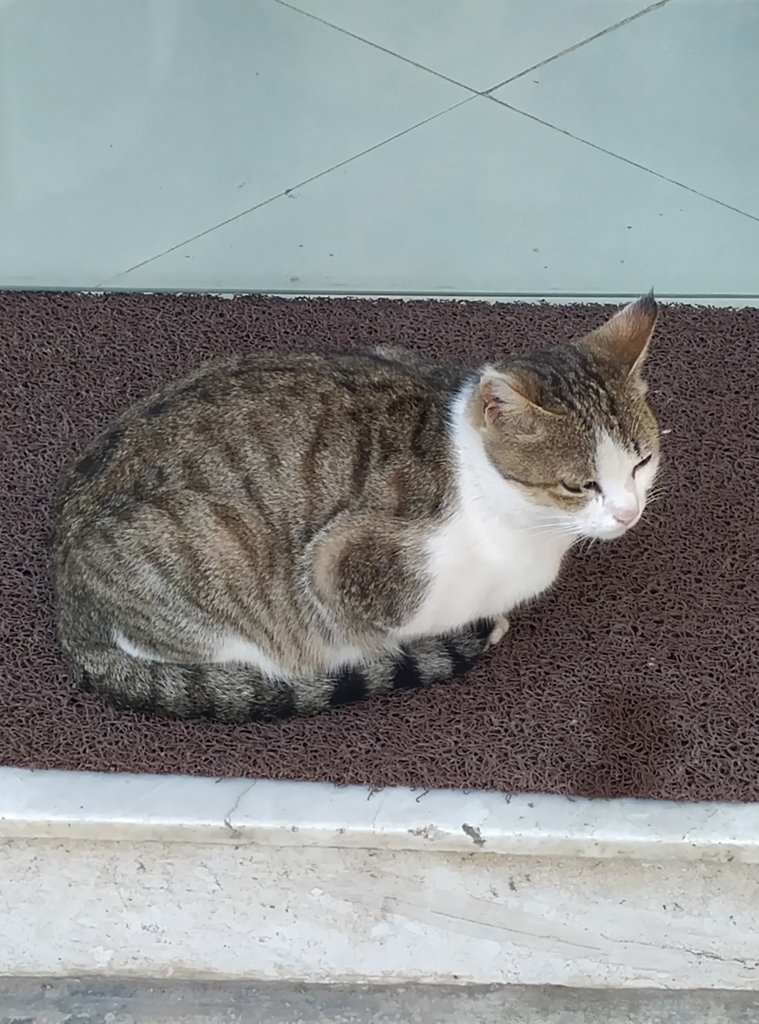Domestic Cat from Rasht, IR-GI, IR on November 23, 2024 at 10:10 AM by ...