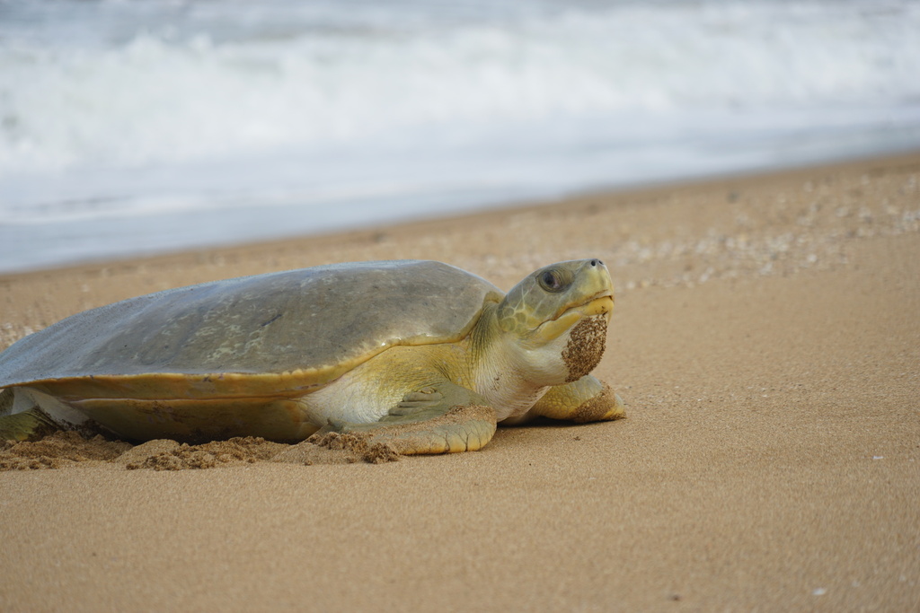 Flatback Sea Turtle from Great Barrier Reef, Stanage, QLD, AU on ...