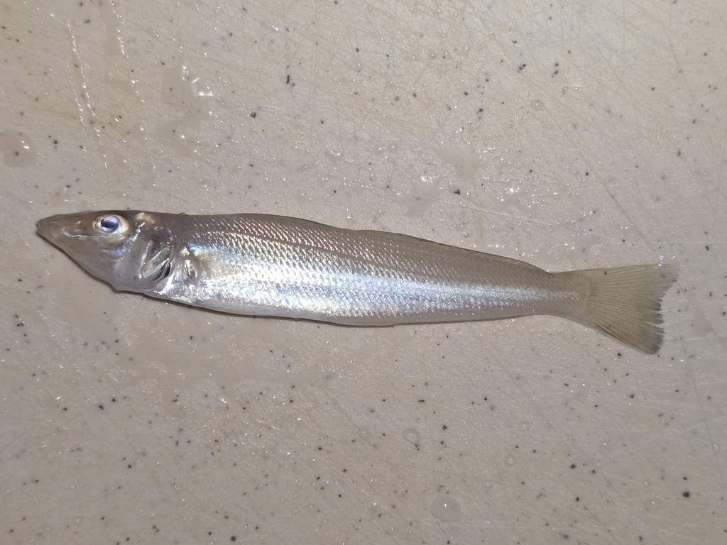 Northern Whiting from Sanya, CN-HA, CN on November 23, 2024 at 09:28 PM ...