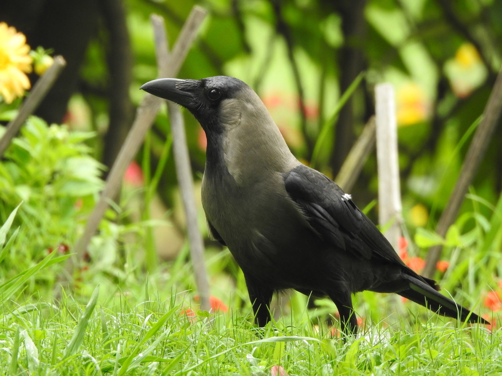 House Crow from Kamaladi, Kathmandu 44600, Nepal on July 15, 2019 at 07 ...