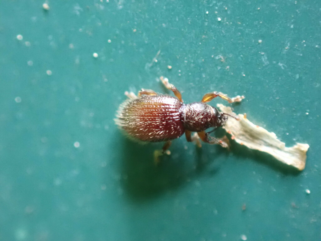 Hairy Spider Weevil from 73642 Welzheim, Deutschland on May 22, 2024 at ...