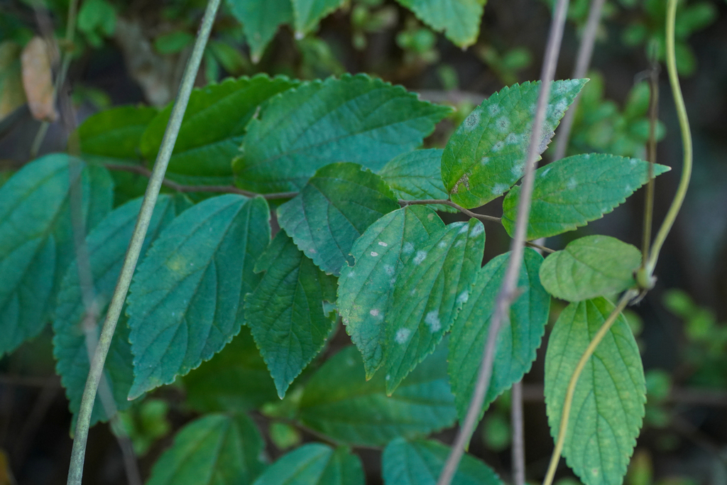 Chinese Hackberry from 落合 on November 23, 2024 at 02:25 PM by WATANABE ...