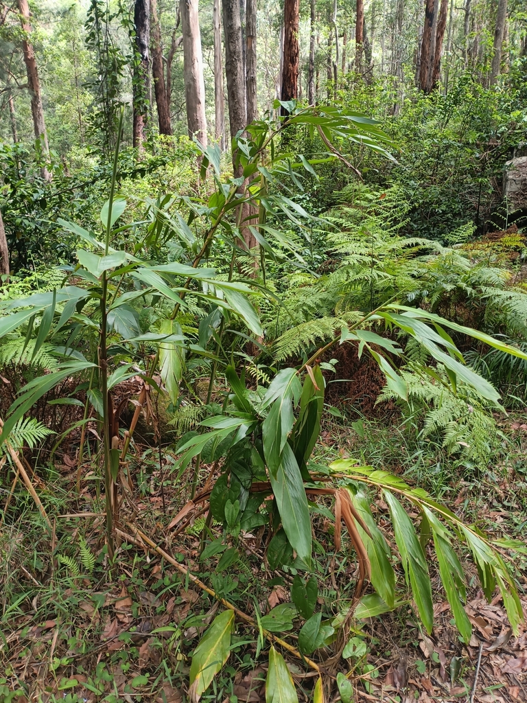 Native Ginger from Mount Barney QLD 4287, Australia on November 23 ...