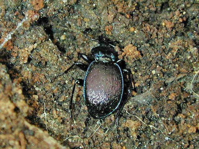 Small Snail-eating Ground Beetle from Alley Park, Queens, NY, USA on ...