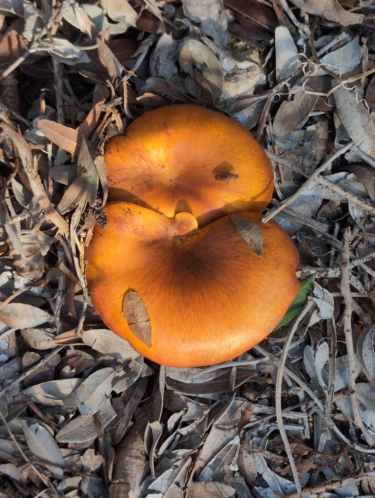 European jack-o'-lantern from Galboneddu, 07041 Alghero SS, Italy on ...