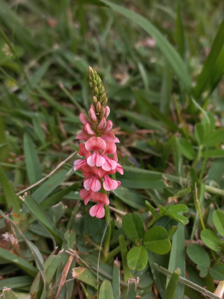 trailing indigo from Rennies Beach, Port Edward, 4295, South Africa on ...