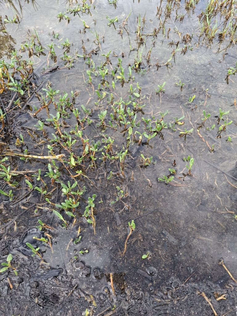 Something from Bottom of Harrington Hundreds Road, Bermuda on November ...