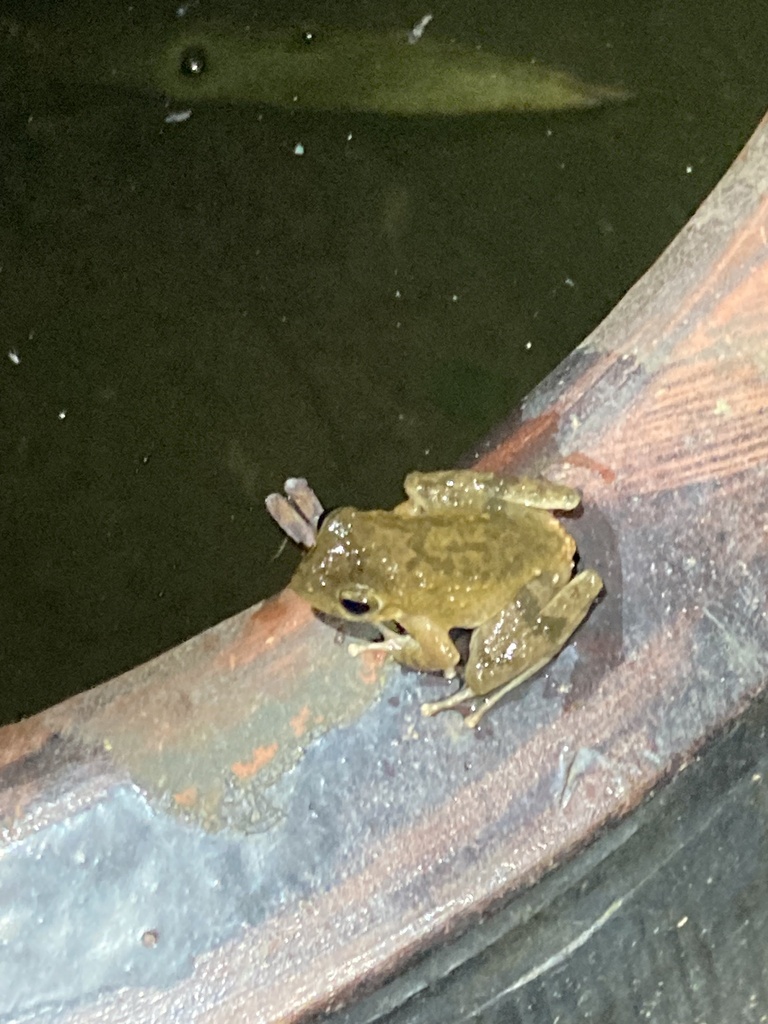 Ota's stream tree frog from 臺灣島, 達仁鄉, 臺東縣, TW on November 22, 2024 at ...