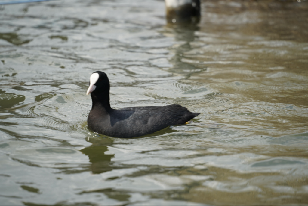 Eurasian Coot from Shinobazuno Pond, 2 Uenokoen, Taito City, Tokyo 110 ...