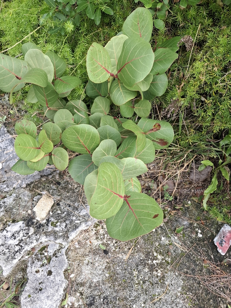 sea grape from Bottom of Harrington Hundreds Road, Bermuda on November ...