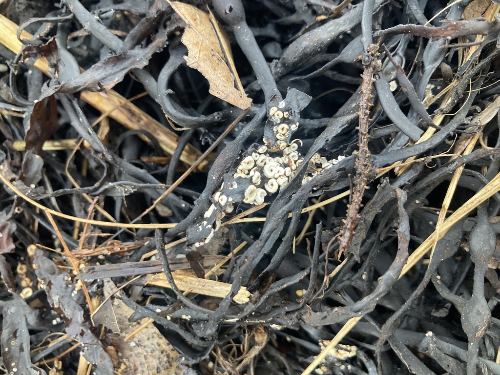 Coil Worm from Harpswell, ME, USA on May 14, 2024 at 06:30 AM by Fen ...
