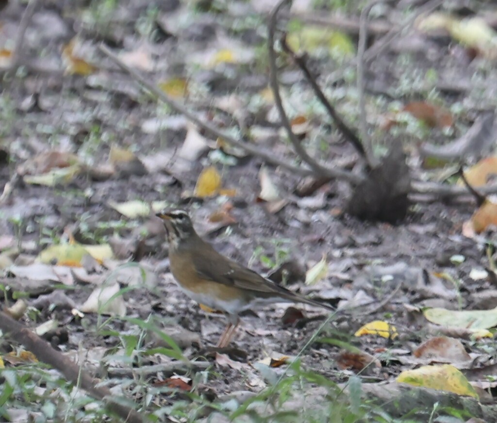 Eyebrowed Thrush from 台灣臺北 on November 23, 2024 at 11:33 AM by 胡正恆 ...